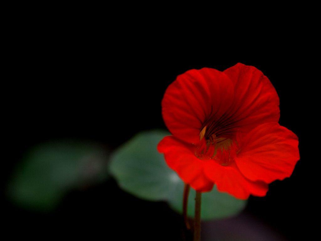 Red Flower Wallpapers - Top Free Red Flower Backgrounds - WallpaperAccess