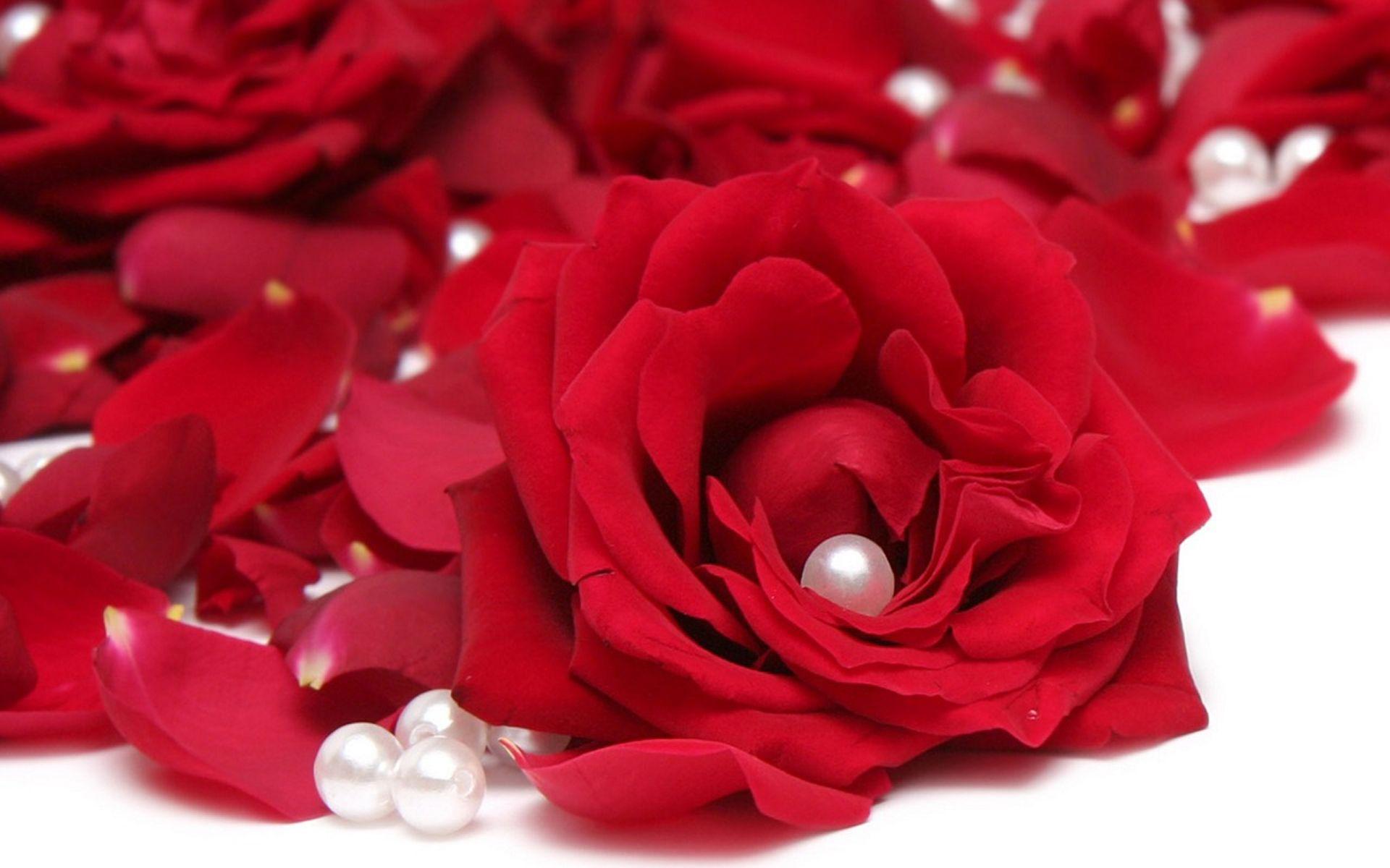 Red Flower Wallpapers - Top Free Red Flower Backgrounds - WallpaperAccess