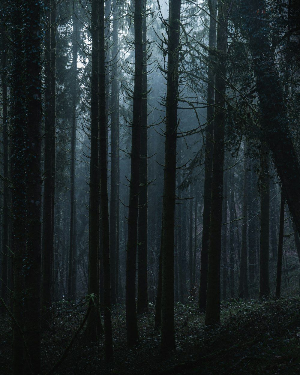 Schwarzwald Wallpapers - Top Free Schwarzwald Backgrounds - WallpaperAccess