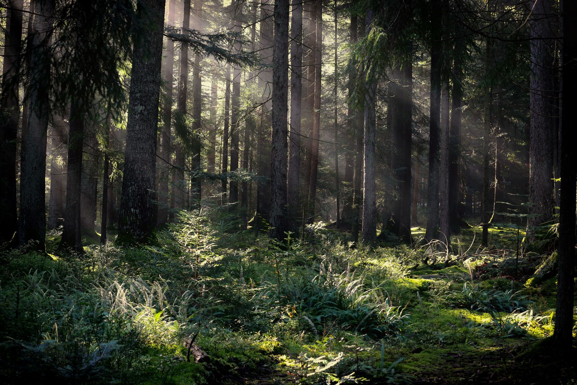 Schwarzwald Wallpapers - Top Free Schwarzwald Backgrounds - WallpaperAccess