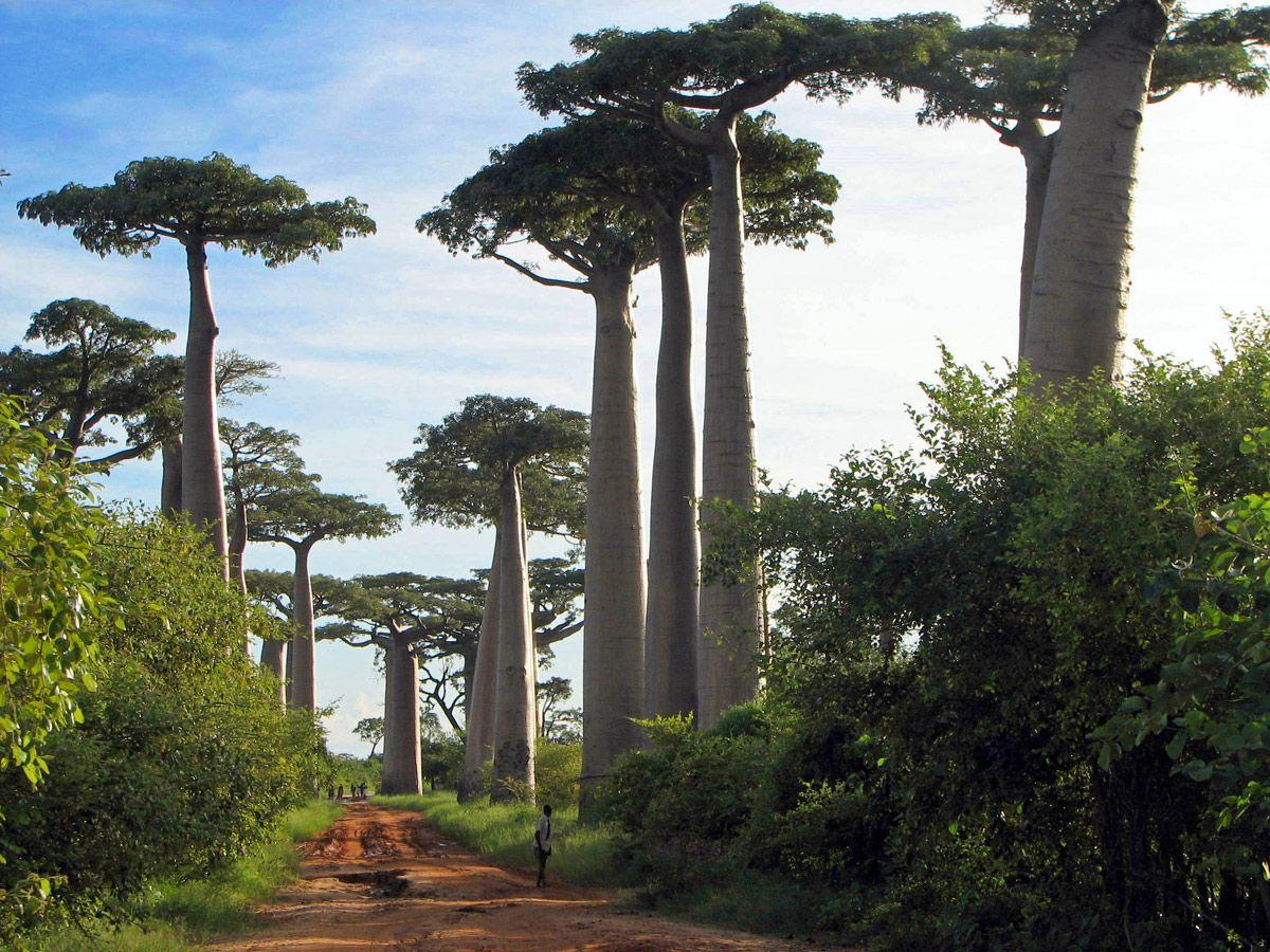 Madagascar Landscape Wallpapers - Top Free Madagascar Landscape ...