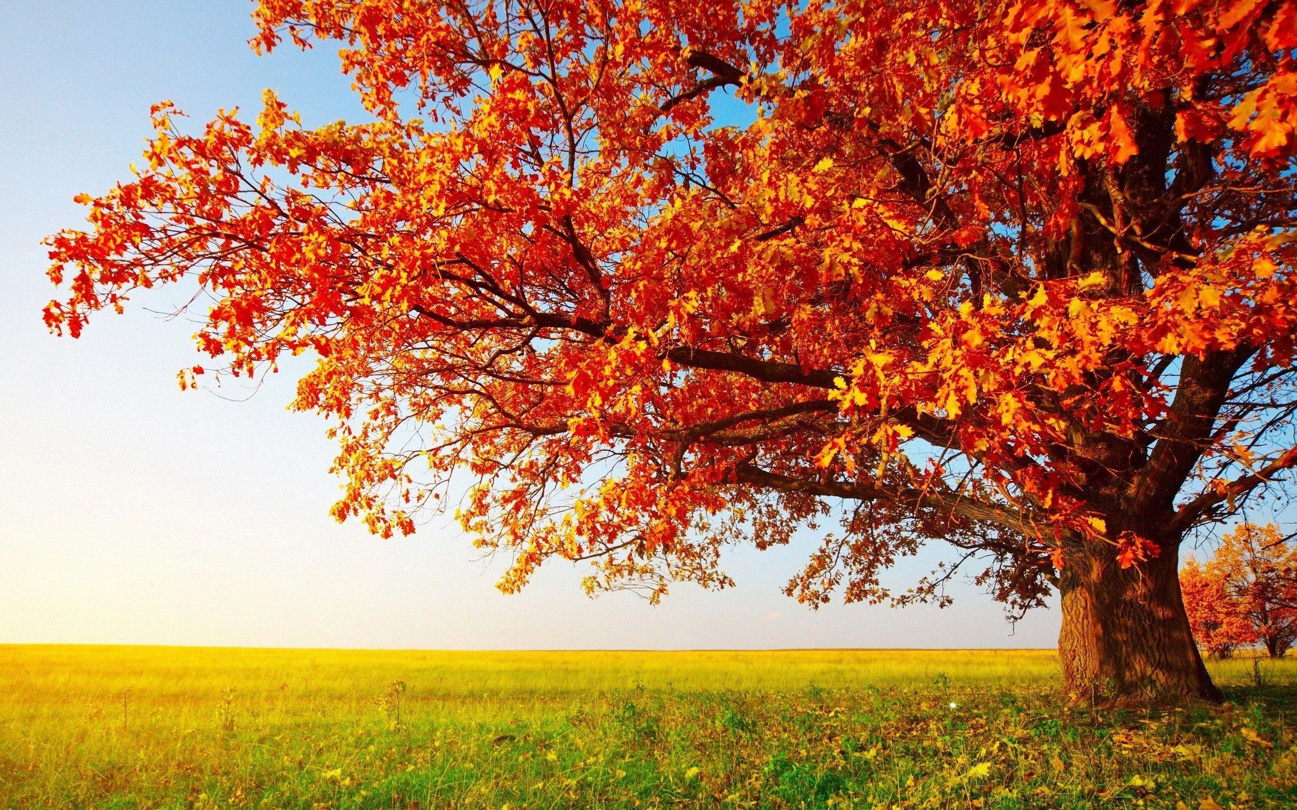 Big Screen Wallpapers - Top Free Big Screen Backgrounds - WallpaperAccess