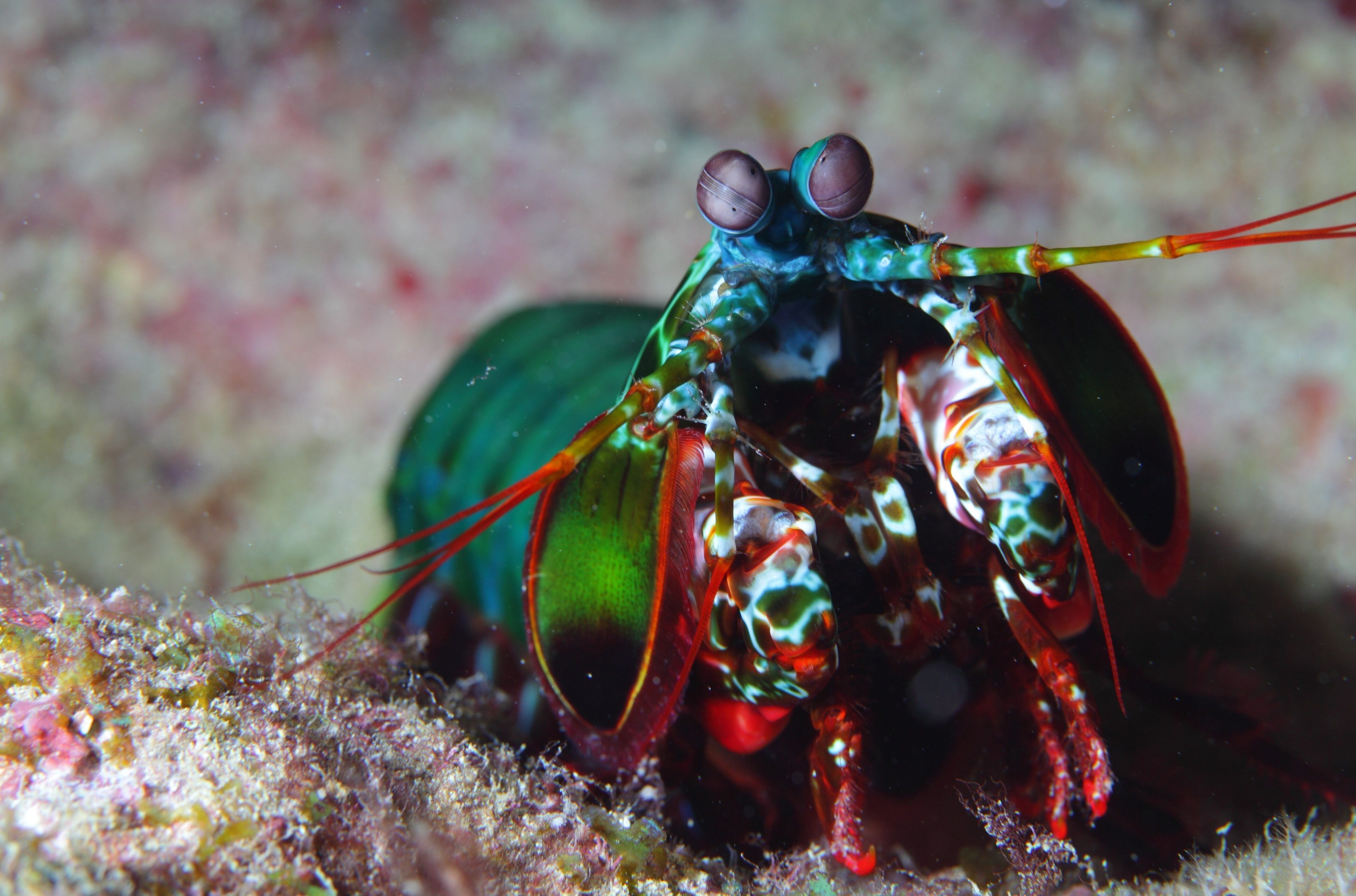 Mantis Shrimp Wallpapers - Top Free Mantis Shrimp Backgrounds ...
