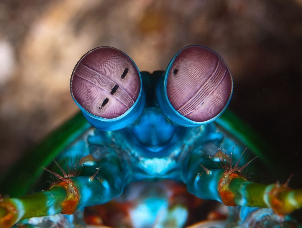 Mantis Shrimp Wallpapers - Top Free Mantis Shrimp Backgrounds ...