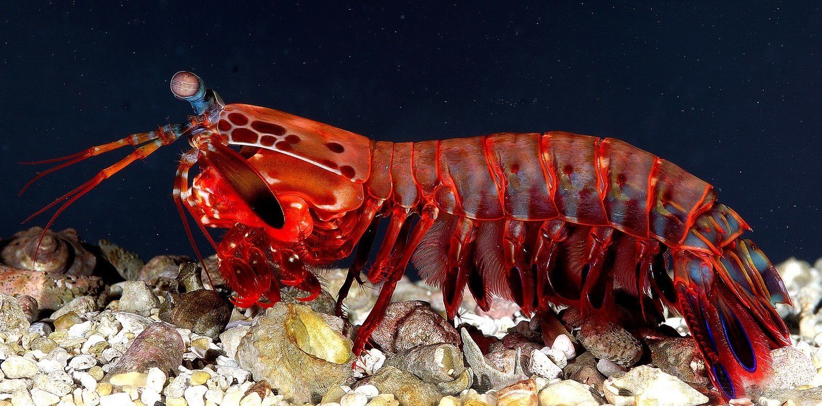 Mantis Shrimp Wallpapers - Top Free Mantis Shrimp Backgrounds ...