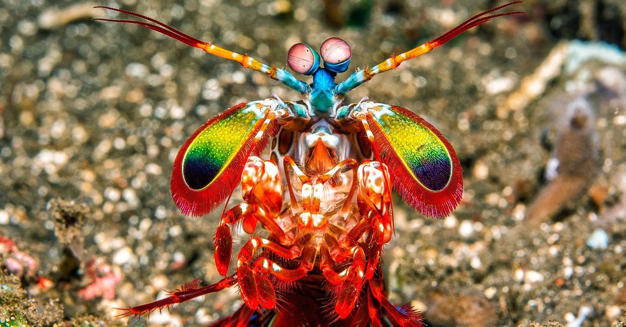 Mantis Shrimp Wallpapers - Top Free Mantis Shrimp Backgrounds ...