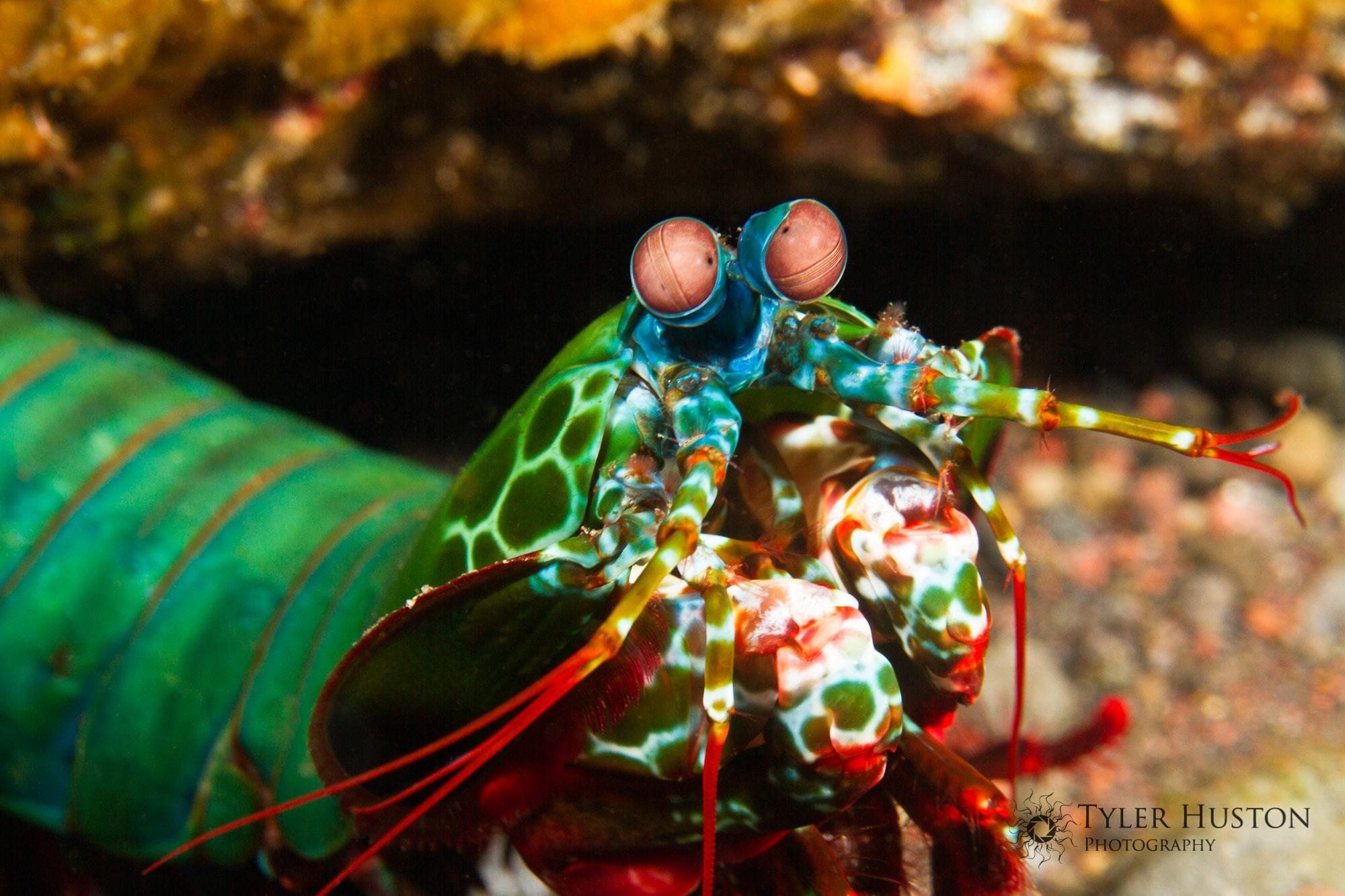 Mantis Shrimp Wallpapers - Top Free Mantis Shrimp Backgrounds ...