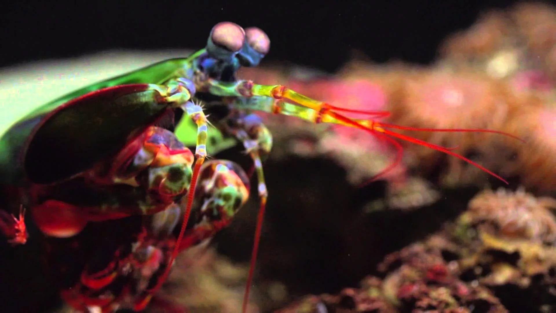 Mantis Shrimp Wallpapers - Top Free Mantis Shrimp Backgrounds ...