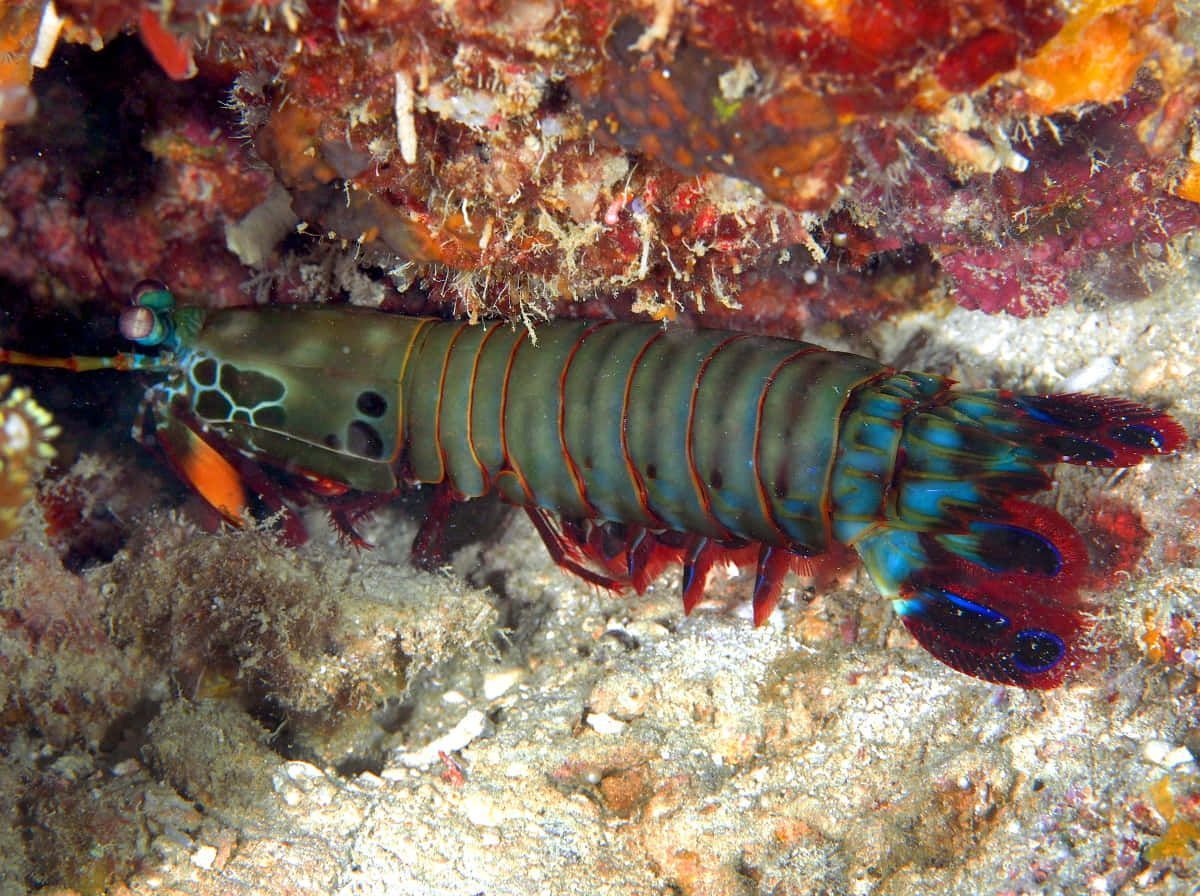 Mantis Shrimp Wallpapers - Top Free Mantis Shrimp Backgrounds ...