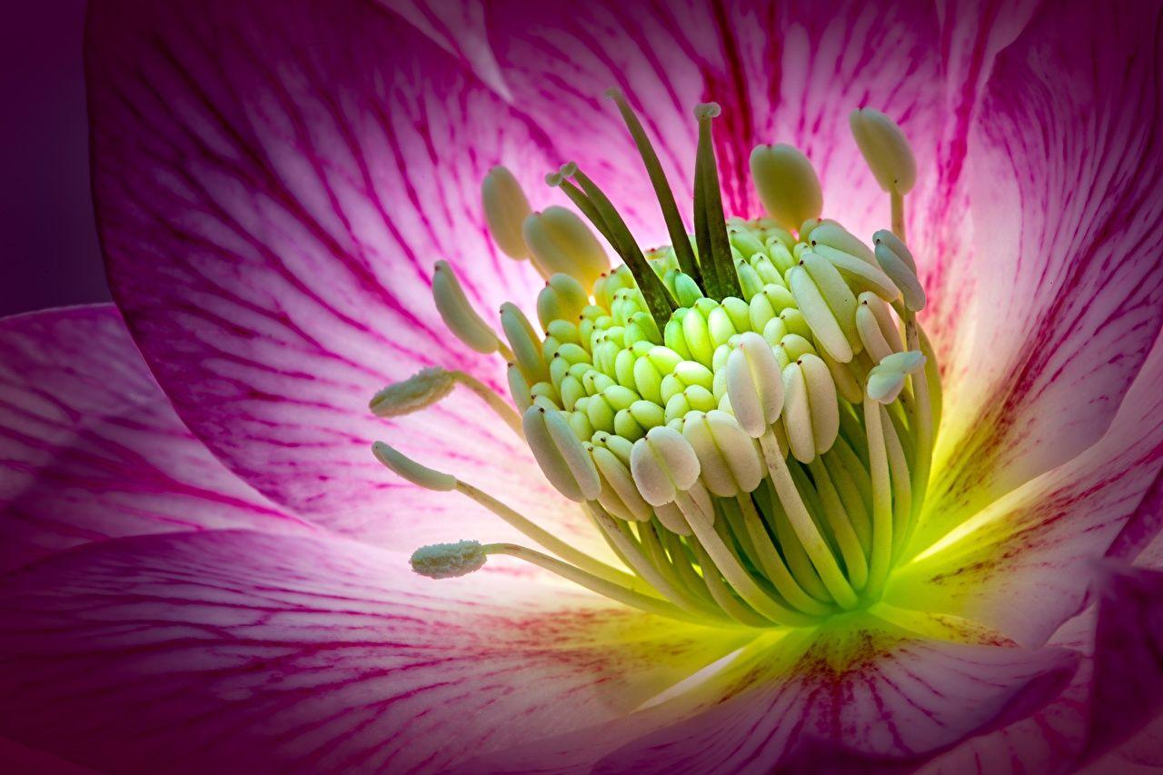 Macro Photography Wallpapers - Top Free Macro Photography Backgrounds ...