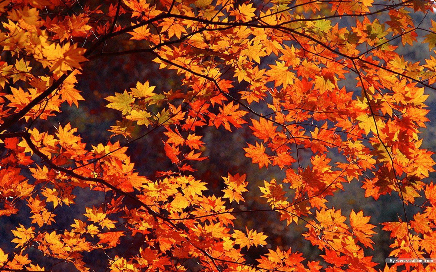 Autumn Leaves Desktop Wallpapers - Top Free Autumn Leaves Desktop ...