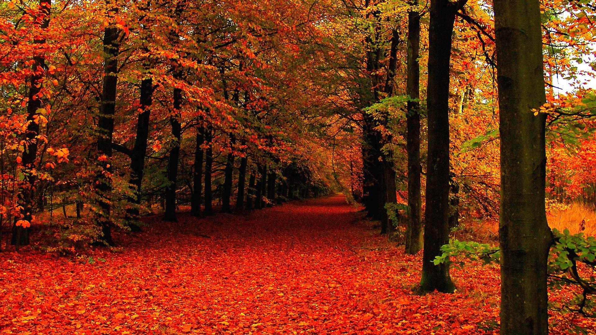 Autumn Leaves Desktop Wallpapers - Top Free Autumn Leaves Desktop ...