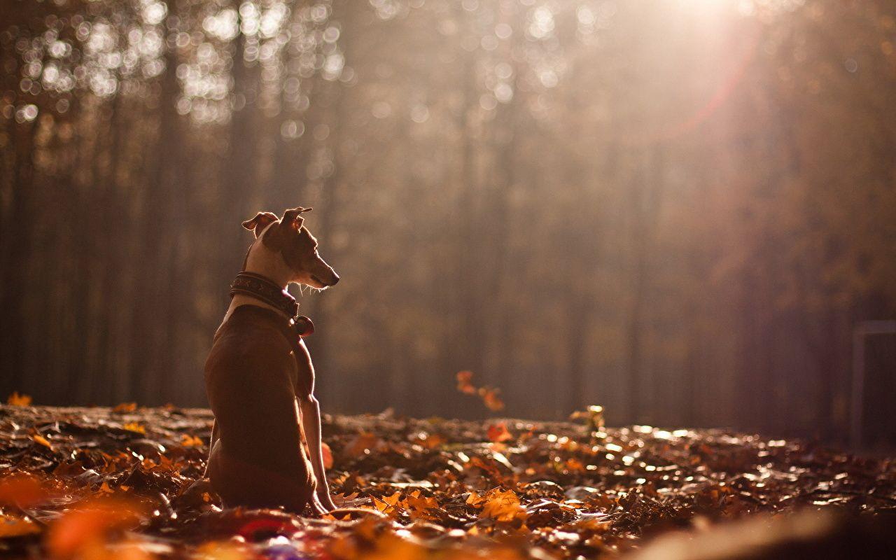 Autumn Pets Desktop Wallpapers - Top Free Autumn Pets Desktop ...
