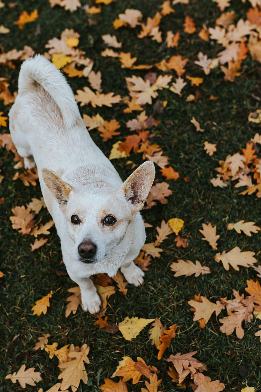 Cute Autumn Dog Wallpapers - Top Free Cute Autumn Dog Backgrounds ...