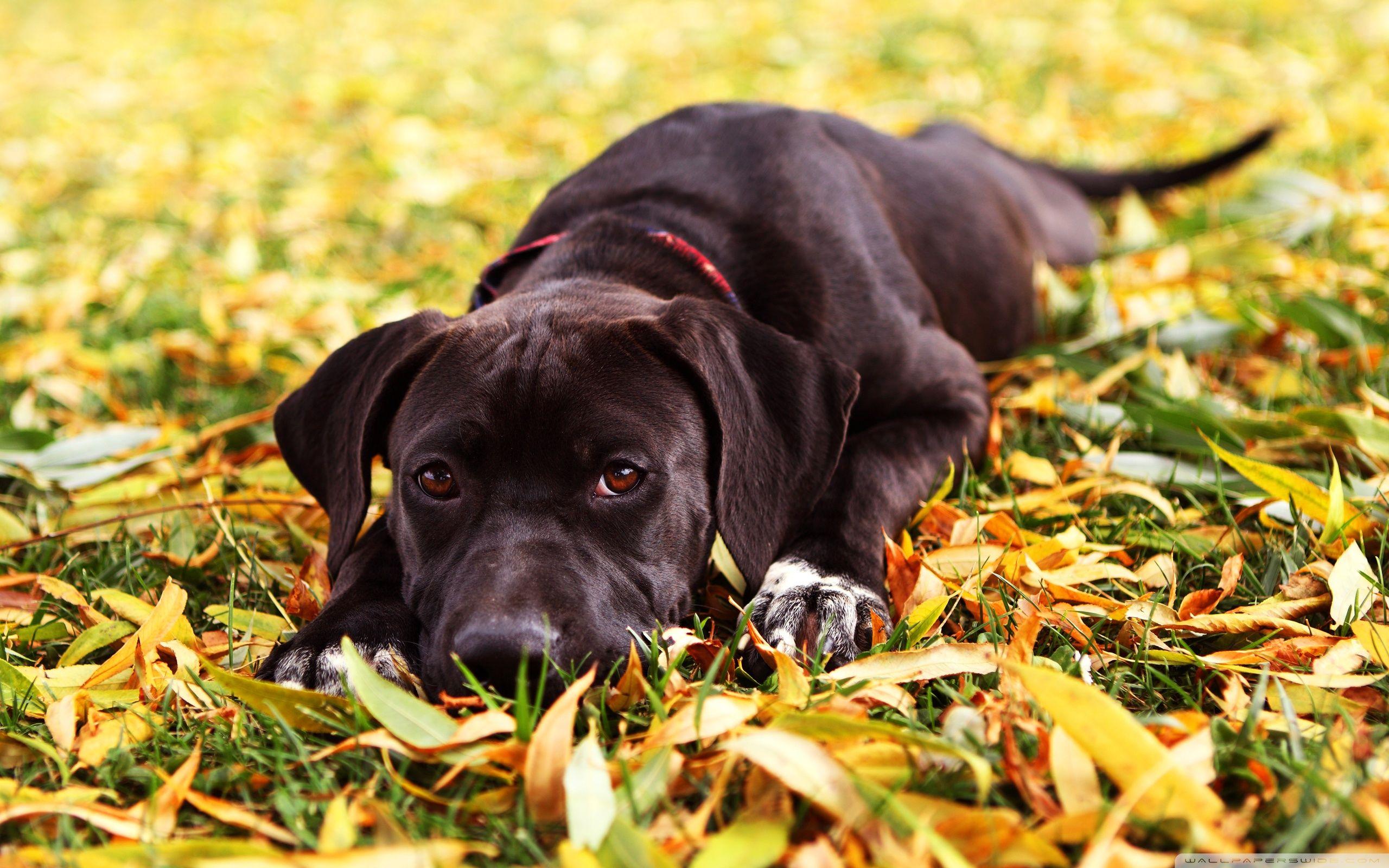 Autumn Pets Desktop Wallpapers - Top Free Autumn Pets Desktop ...