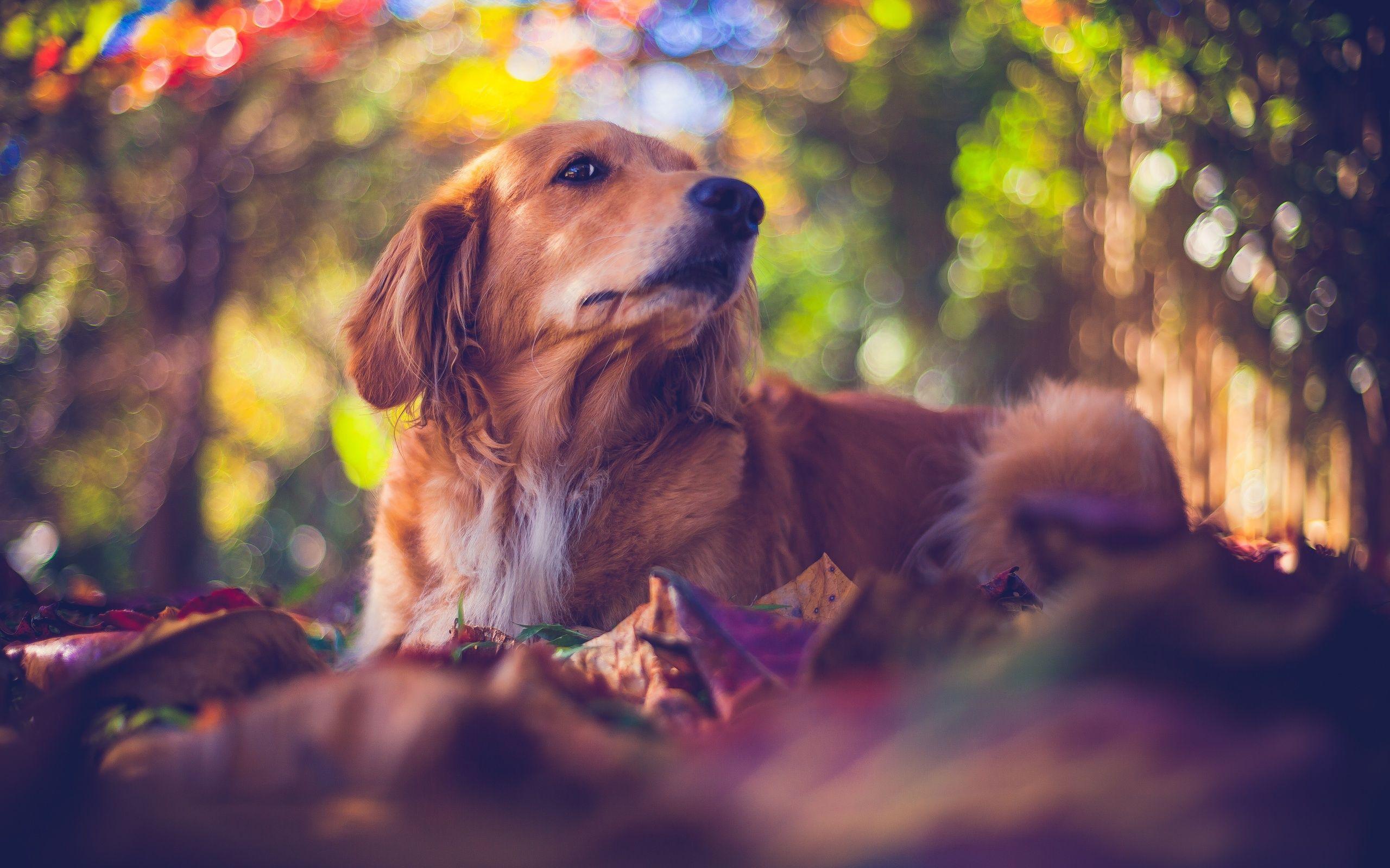 Autumn Pets Desktop Wallpapers - Top Free Autumn Pets Desktop ...