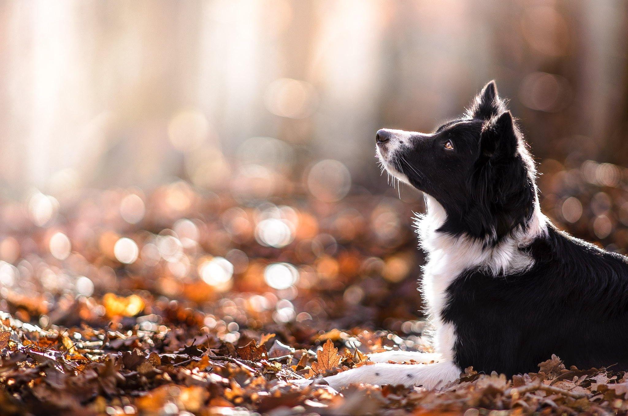 Autumn Pets Desktop Wallpapers - Top Free Autumn Pets Desktop ...