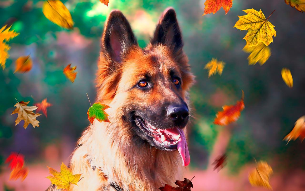 Autumn Pets Desktop Wallpapers - Top Free Autumn Pets Desktop ...