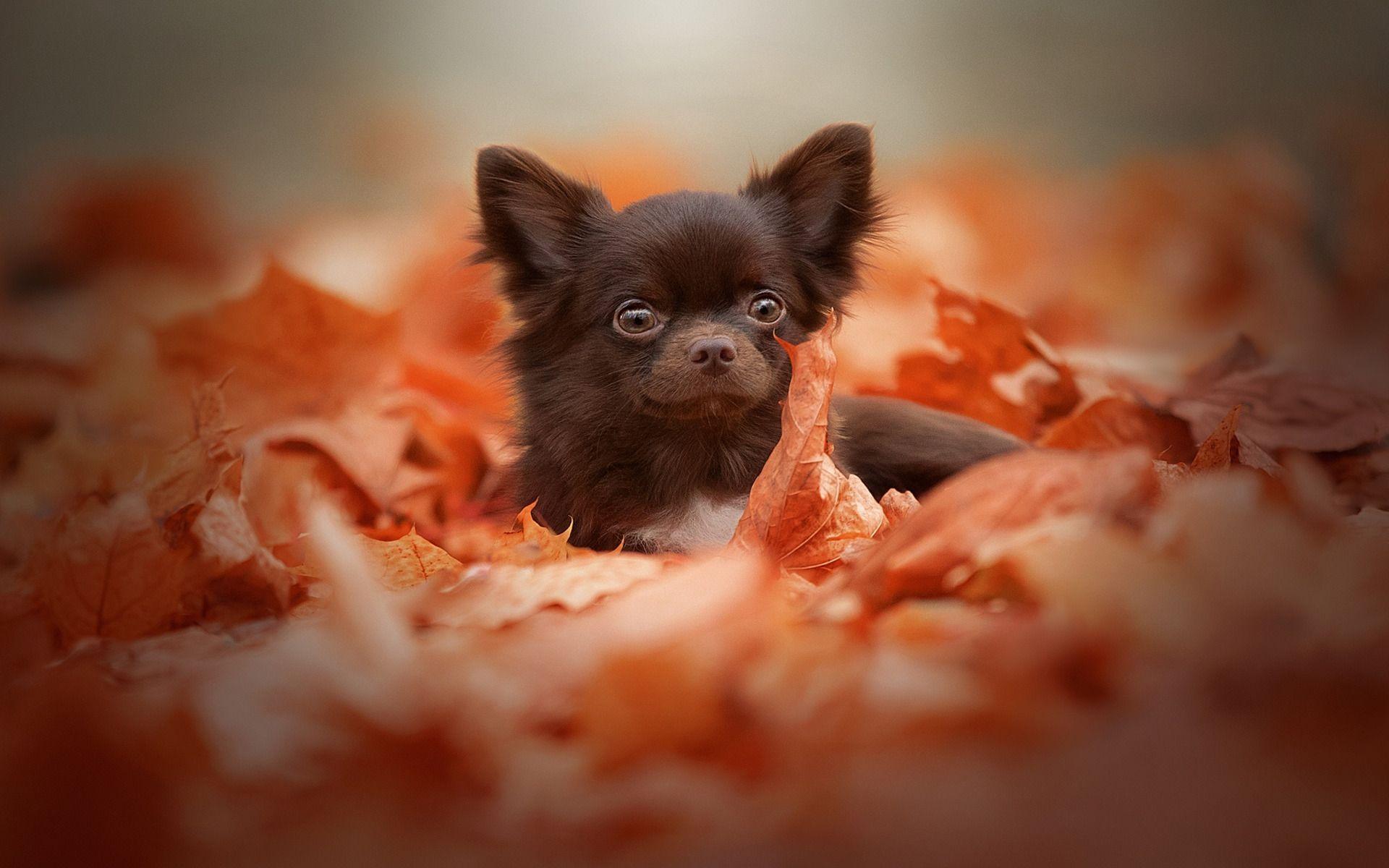 Autumn Pets Desktop Wallpapers - Top Free Autumn Pets Desktop ...