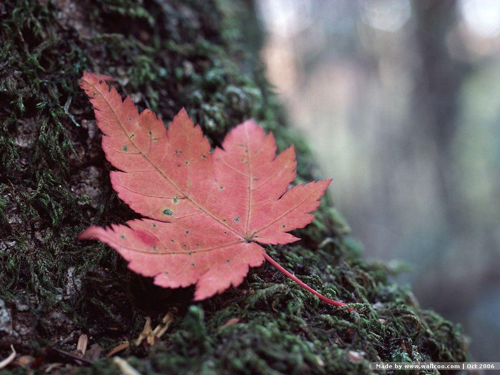 Pink Autumn Wallpapers - Top Free Pink Autumn Backgrounds - WallpaperAccess