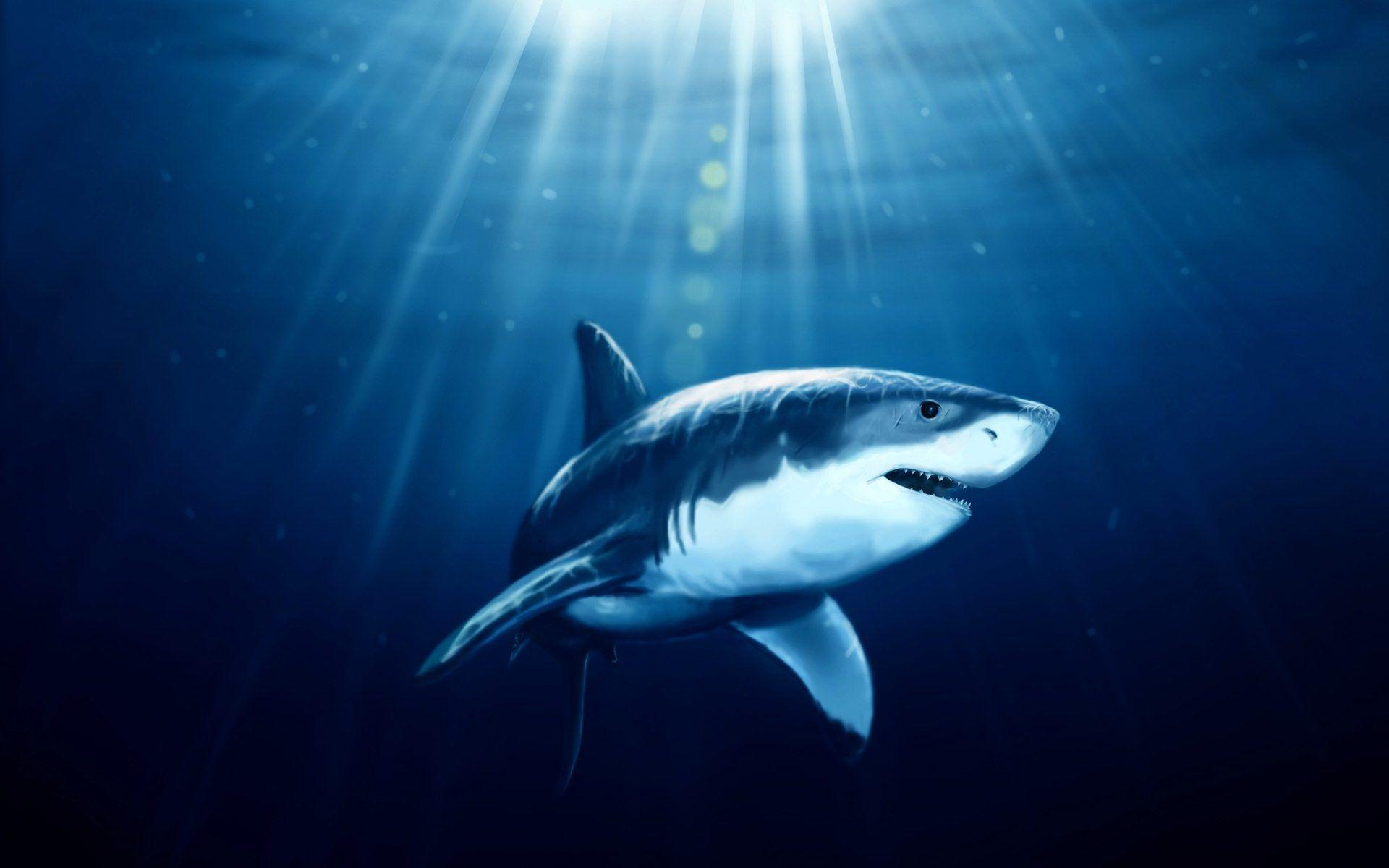 HD Shark Desktop Wallpapers - Top Free HD Shark Desktop Backgrounds ...