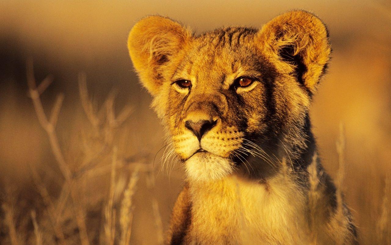 Lion Cub Wallpapers - Top Free Lion Cub Backgrounds - WallpaperAccess