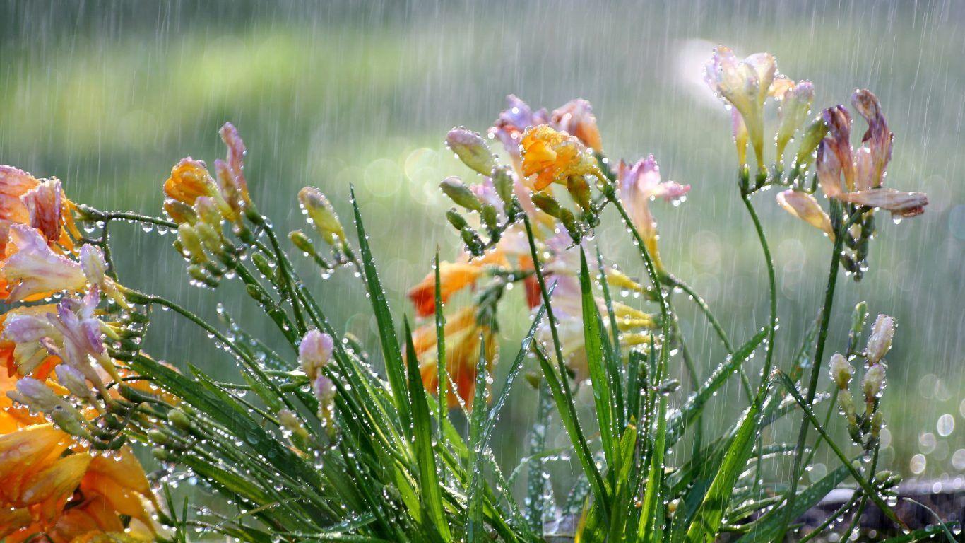 Summer Rain Desktop Wallpapers - Top Free Summer Rain Desktop ...