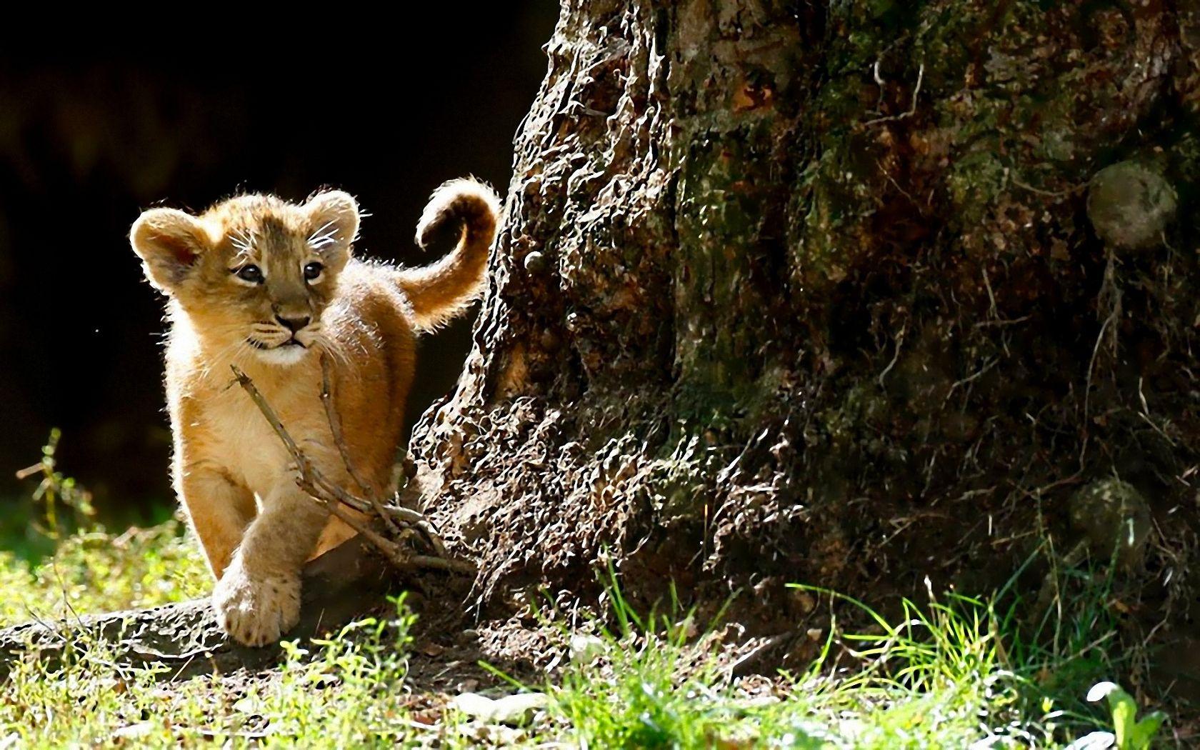 Lion Cub Wallpapers - Top Free Lion Cub Backgrounds - WallpaperAccess