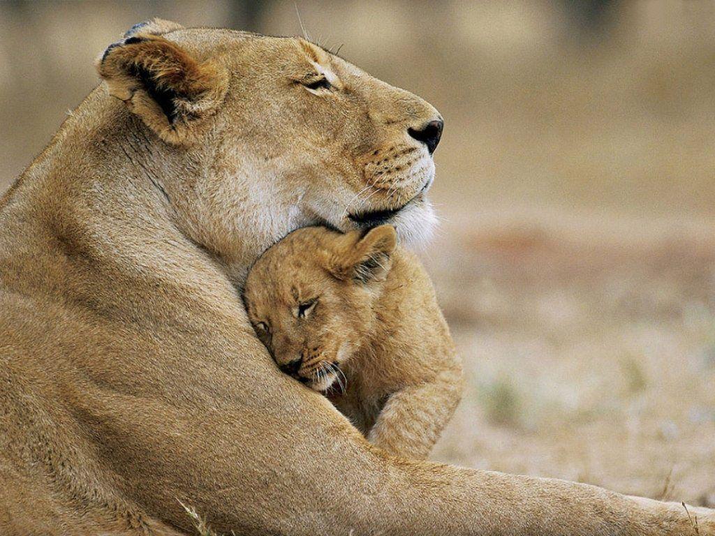 Lion Cub Wallpapers - Top Free Lion Cub Backgrounds - WallpaperAccess