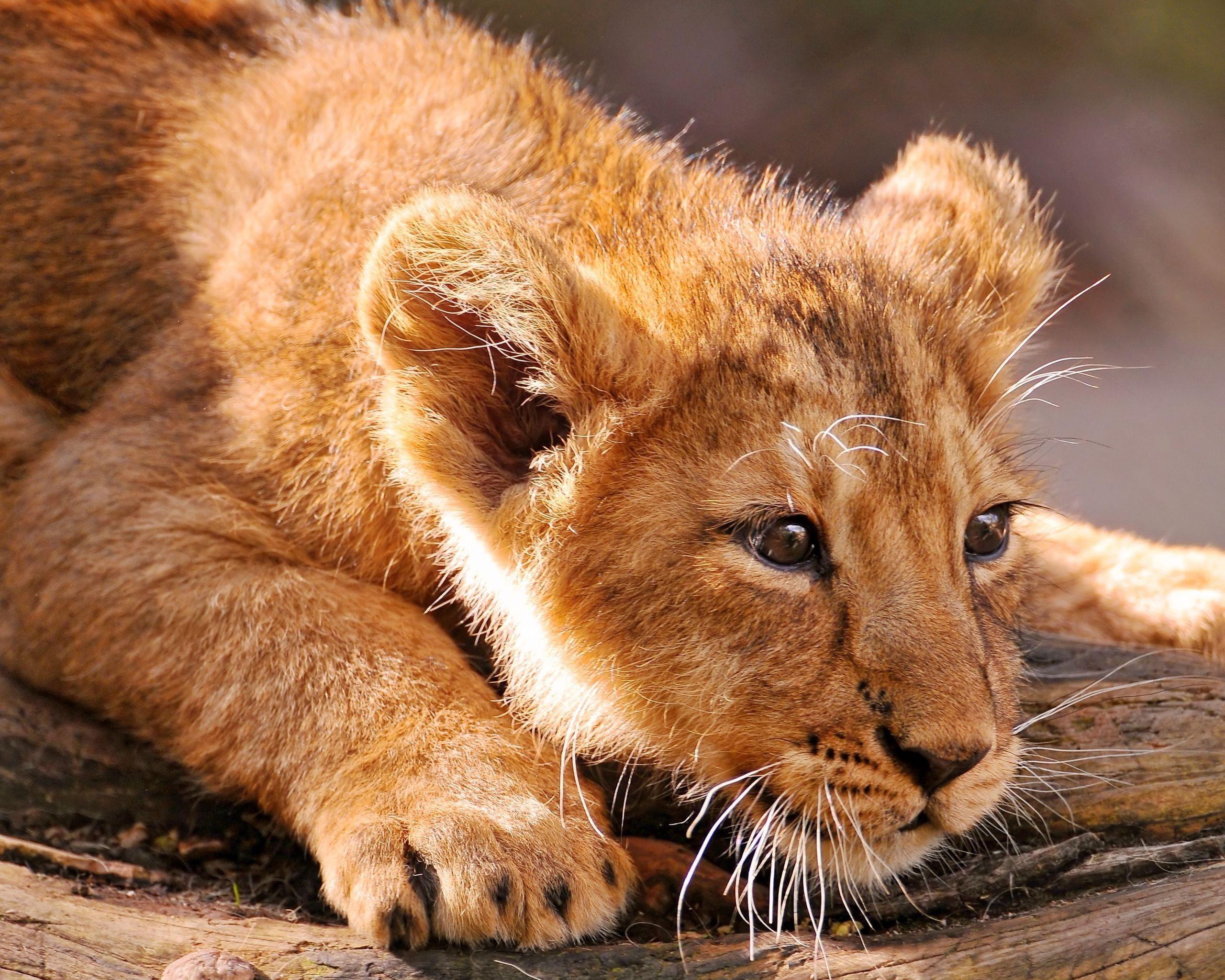 Lion Cub Wallpapers - Top Free Lion Cub Backgrounds - WallpaperAccess