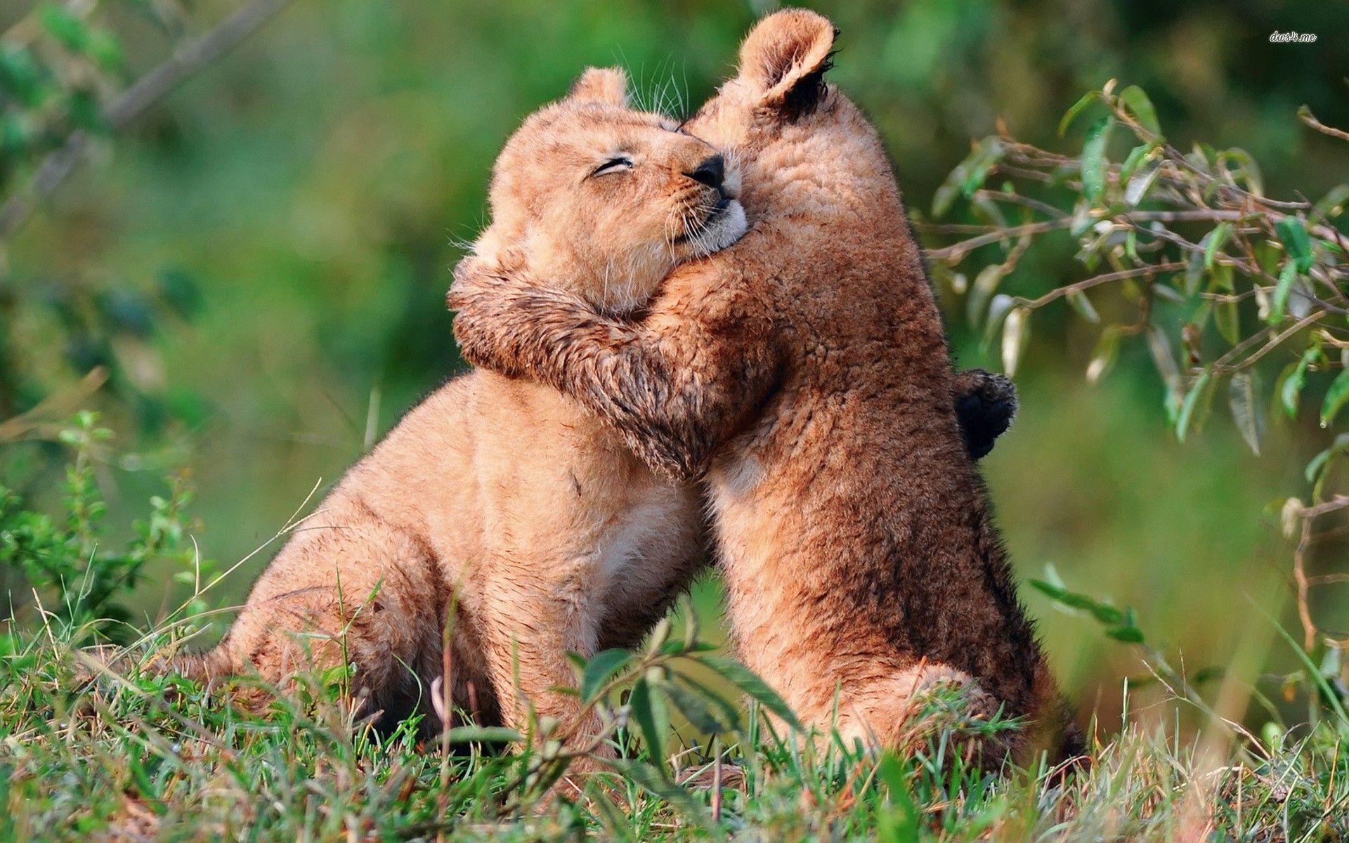 Lion Cub Wallpapers - Top Free Lion Cub Backgrounds - WallpaperAccess