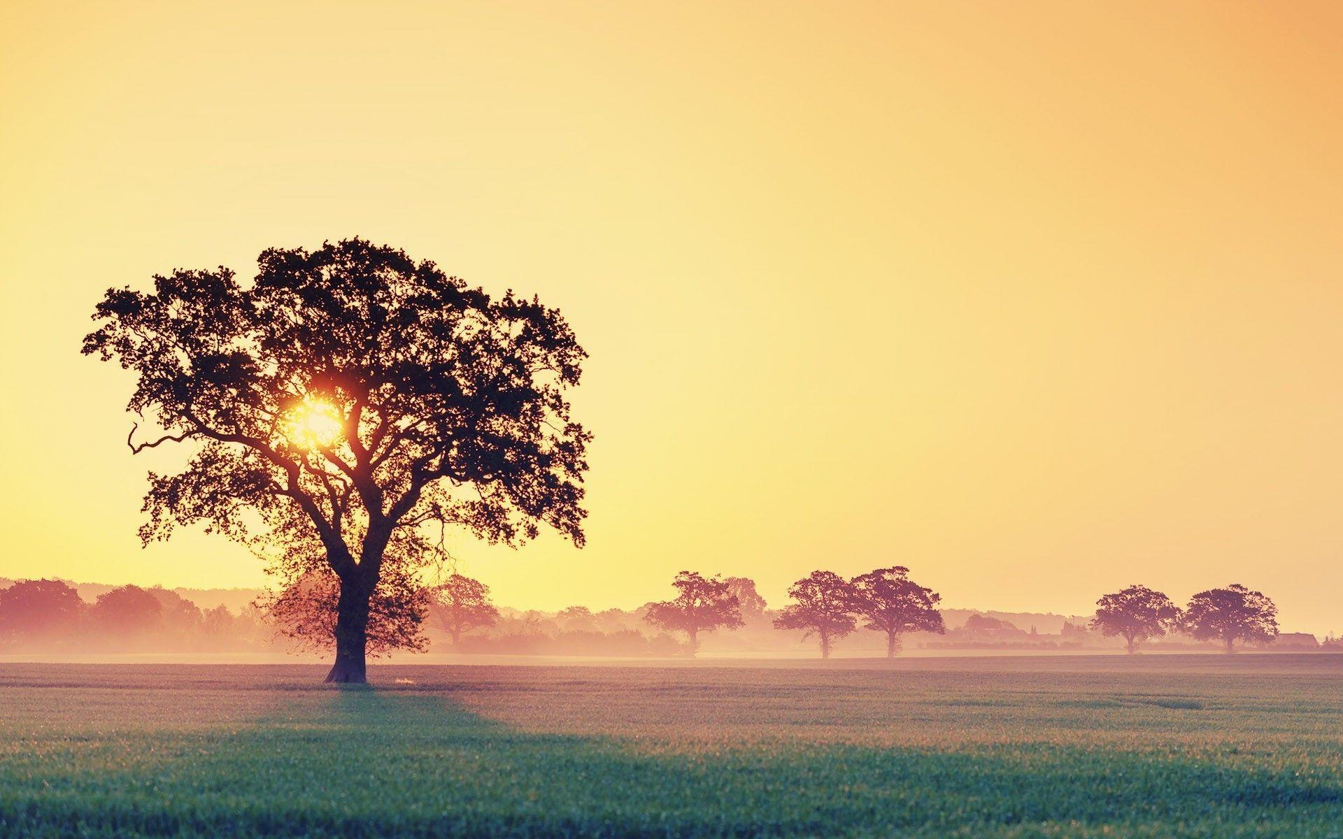 Tree Sunrise Wallpapers - Top Free Tree Sunrise Backgrounds ...