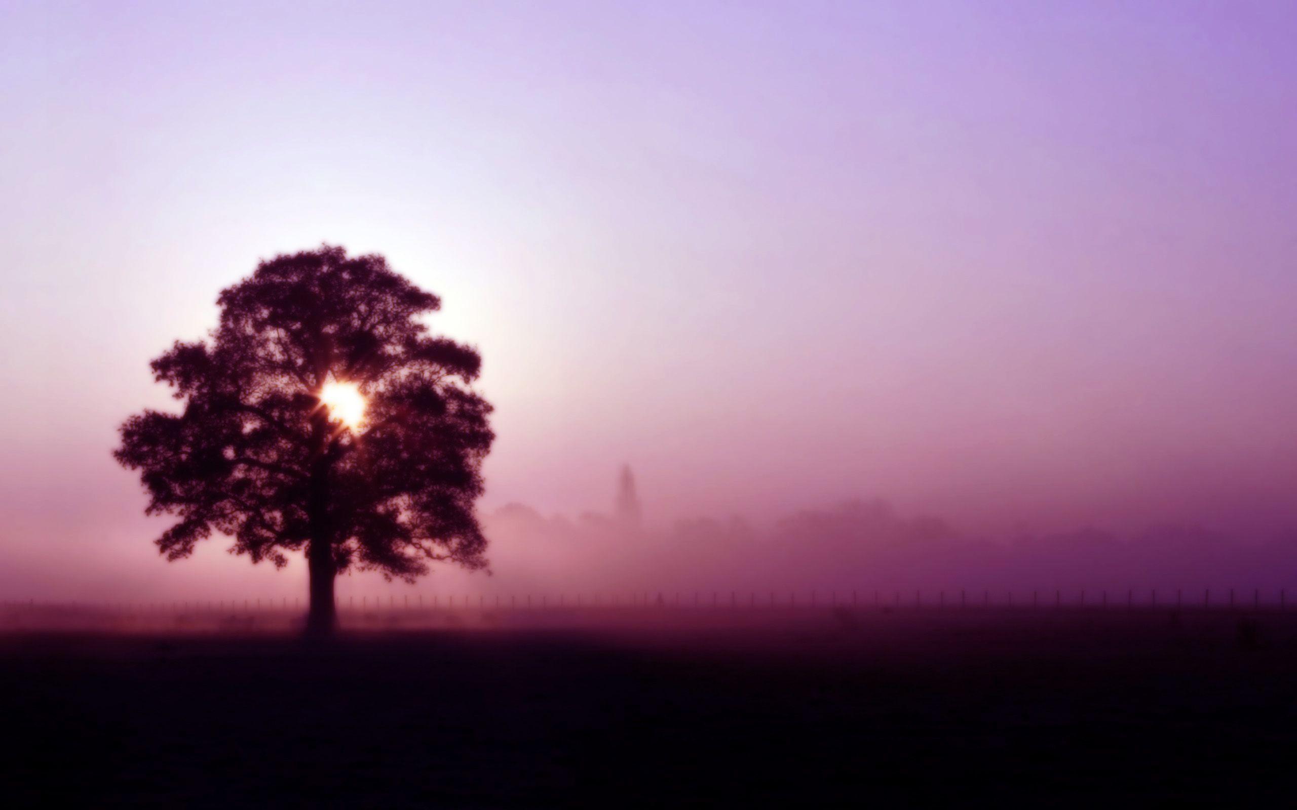 Tree Sunrise Wallpapers - Top Free Tree Sunrise Backgrounds ...