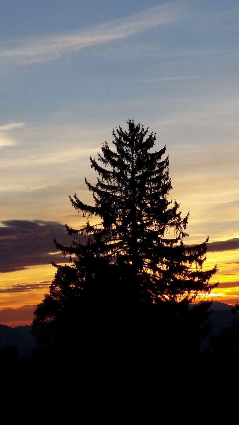 Tree Sunrise Wallpapers - Top Free Tree Sunrise Backgrounds ...