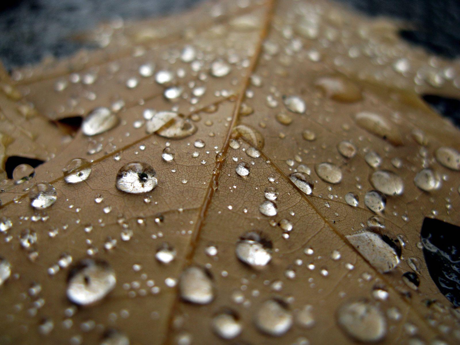 Raindrop Desktop Wallpapers - Top Free Raindrop Desktop Backgrounds ...