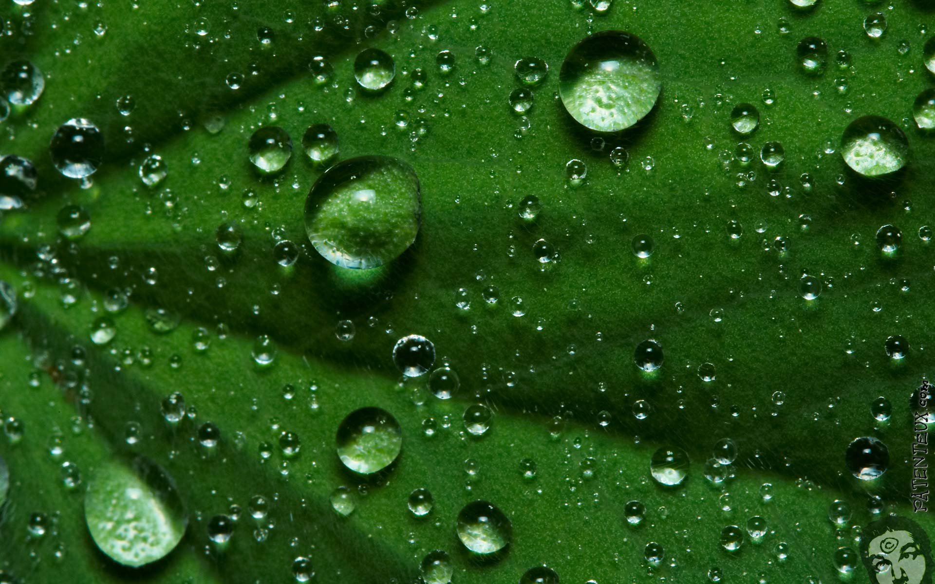 Raindrop Desktop Wallpapers - Top Free Raindrop Desktop Backgrounds ...