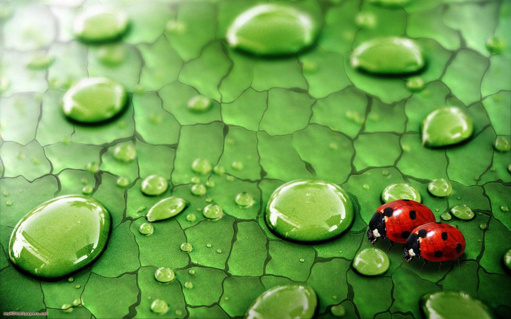 Raindrop Desktop Wallpapers - Top Free Raindrop Desktop Backgrounds ...