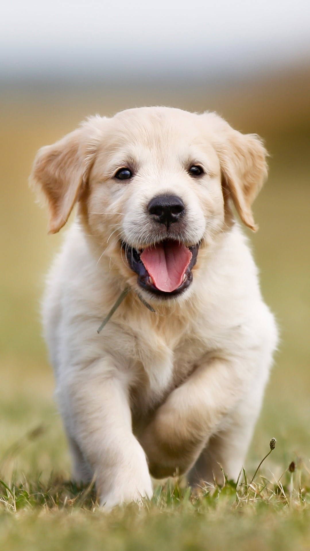 8k Dog Wallpapers - Top Free 8k Dog Backgrounds - WallpaperAccess