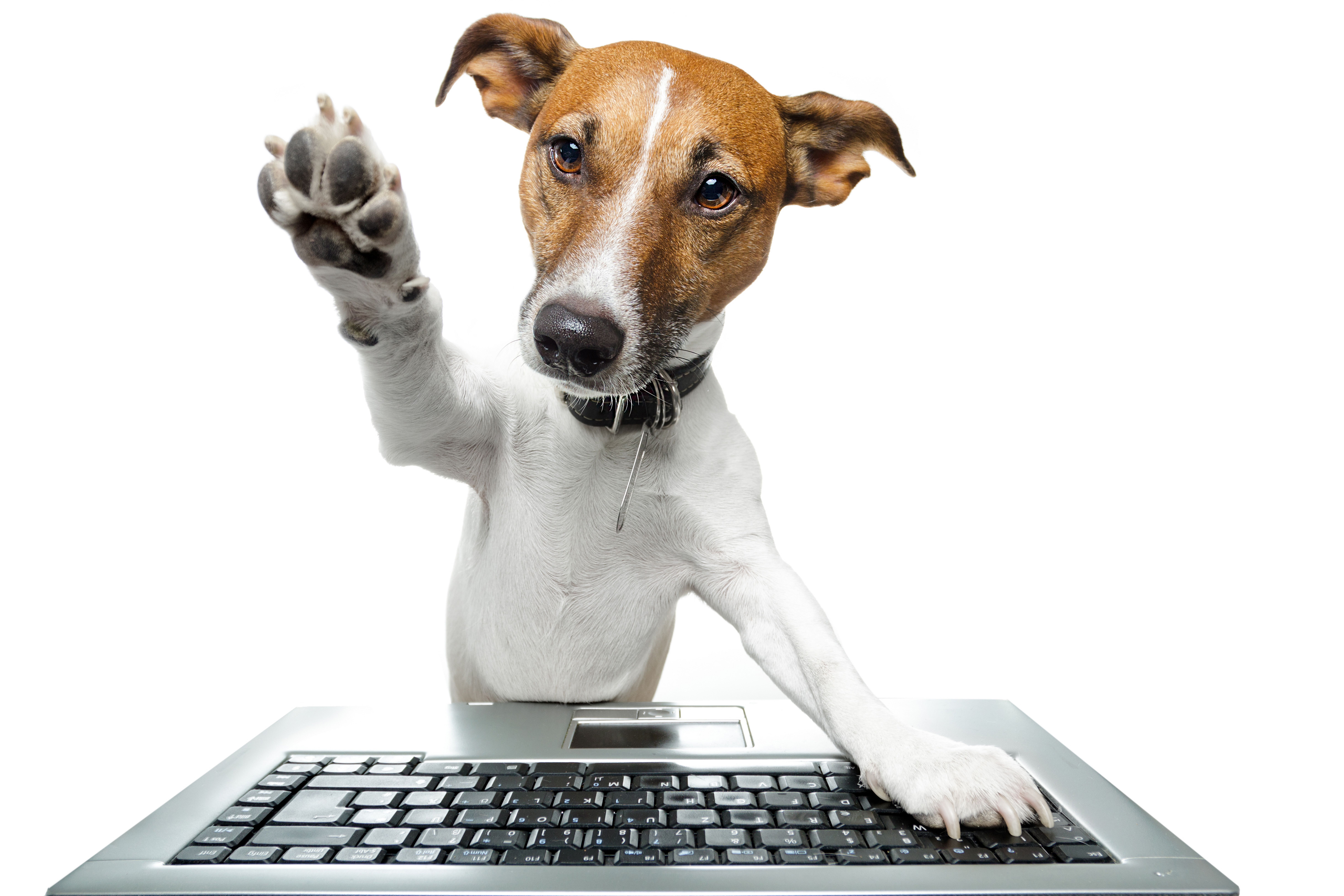 8k Dog Wallpapers - Top Free 8k Dog Backgrounds - WallpaperAccess