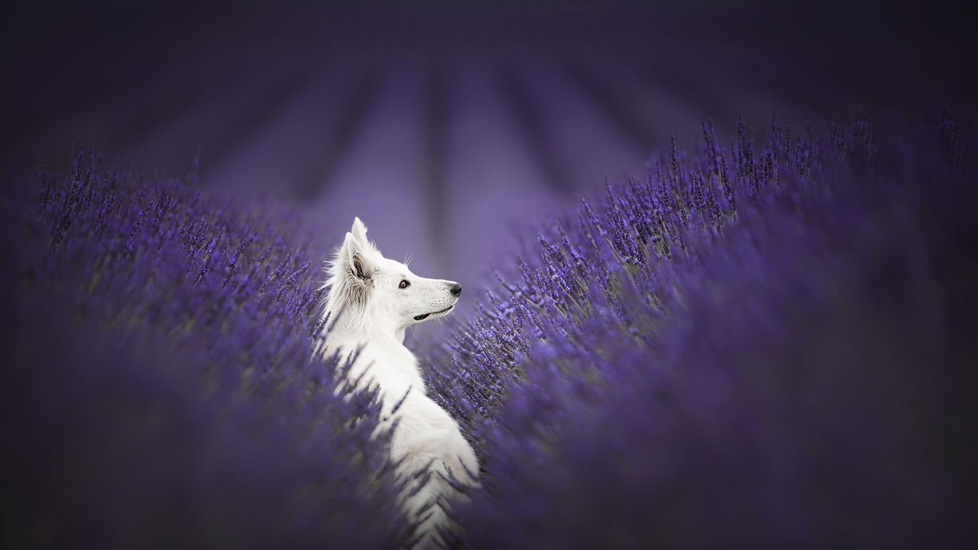 8k Dog Wallpapers - Top Free 8k Dog Backgrounds - WallpaperAccess