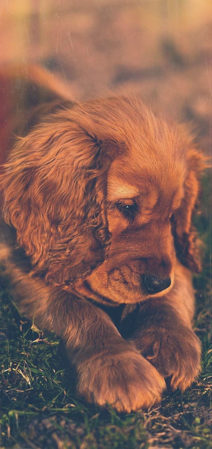 8k Dog Wallpapers - Top Free 8k Dog Backgrounds - WallpaperAccess