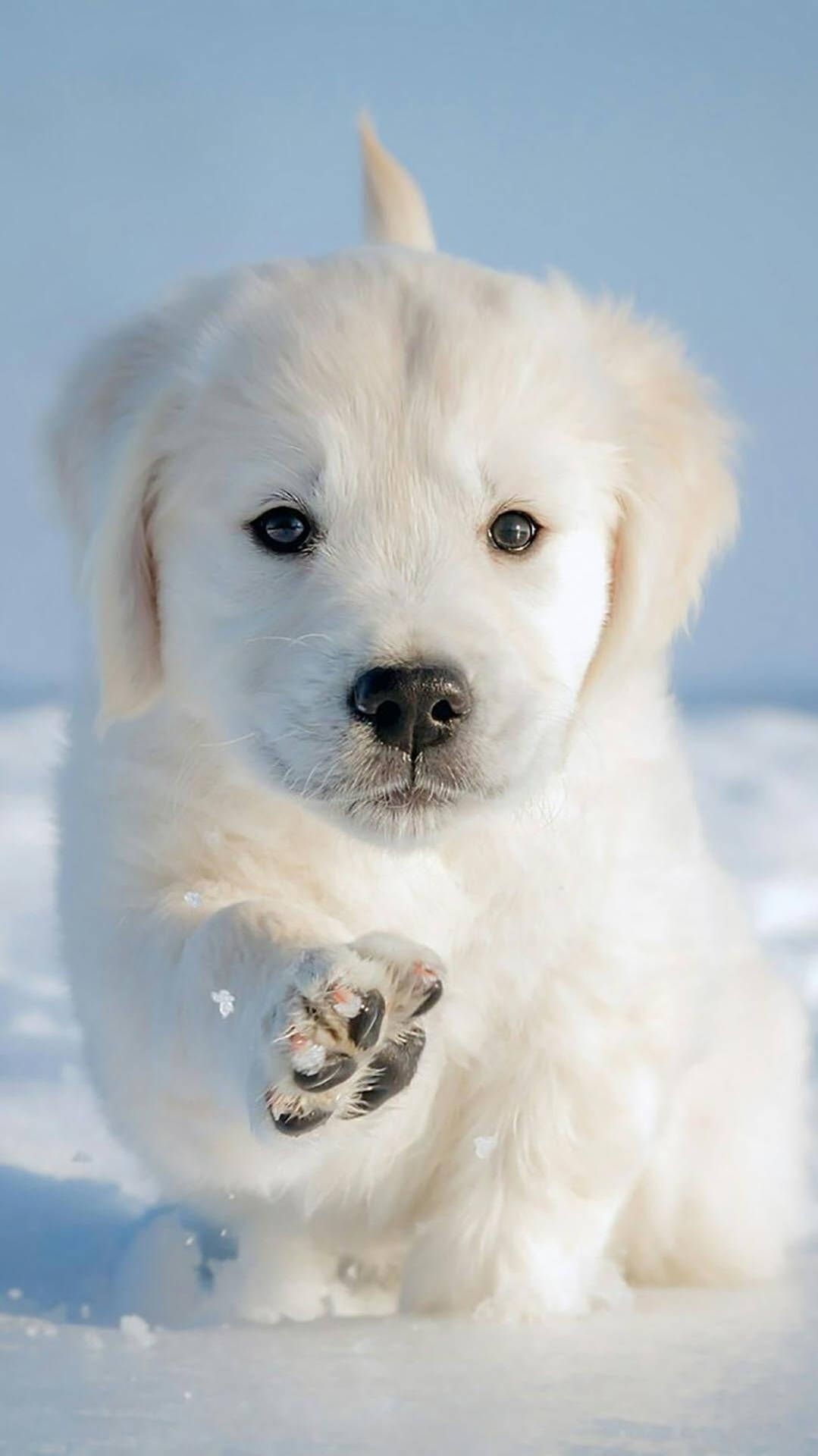 8k Dog Wallpapers - Top Free 8k Dog Backgrounds - WallpaperAccess