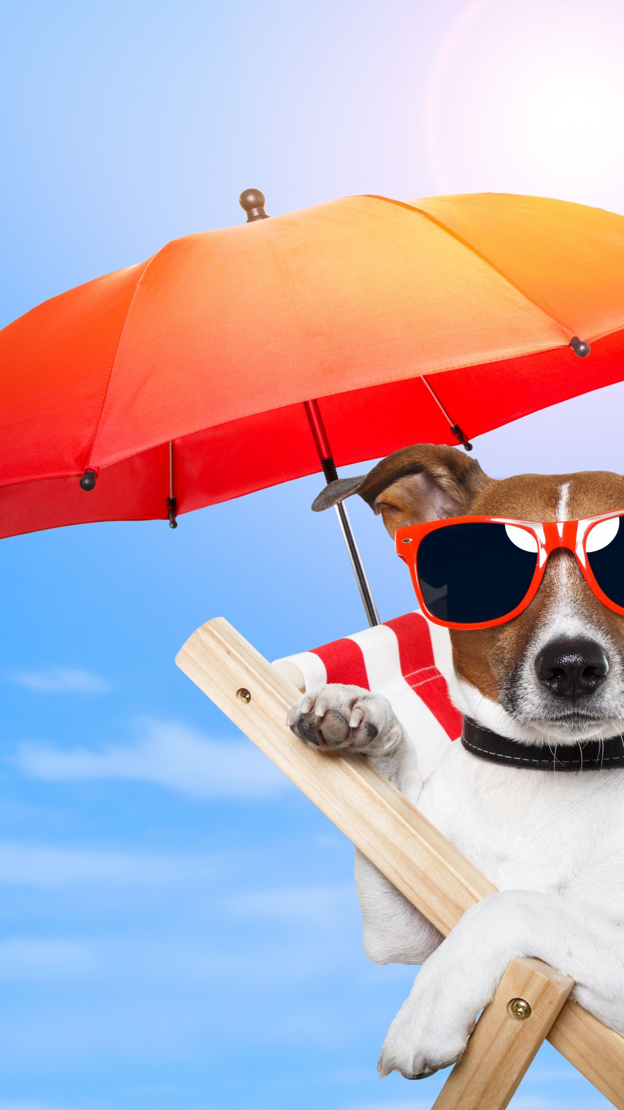 8k Dog Wallpapers - Top Free 8k Dog Backgrounds - WallpaperAccess