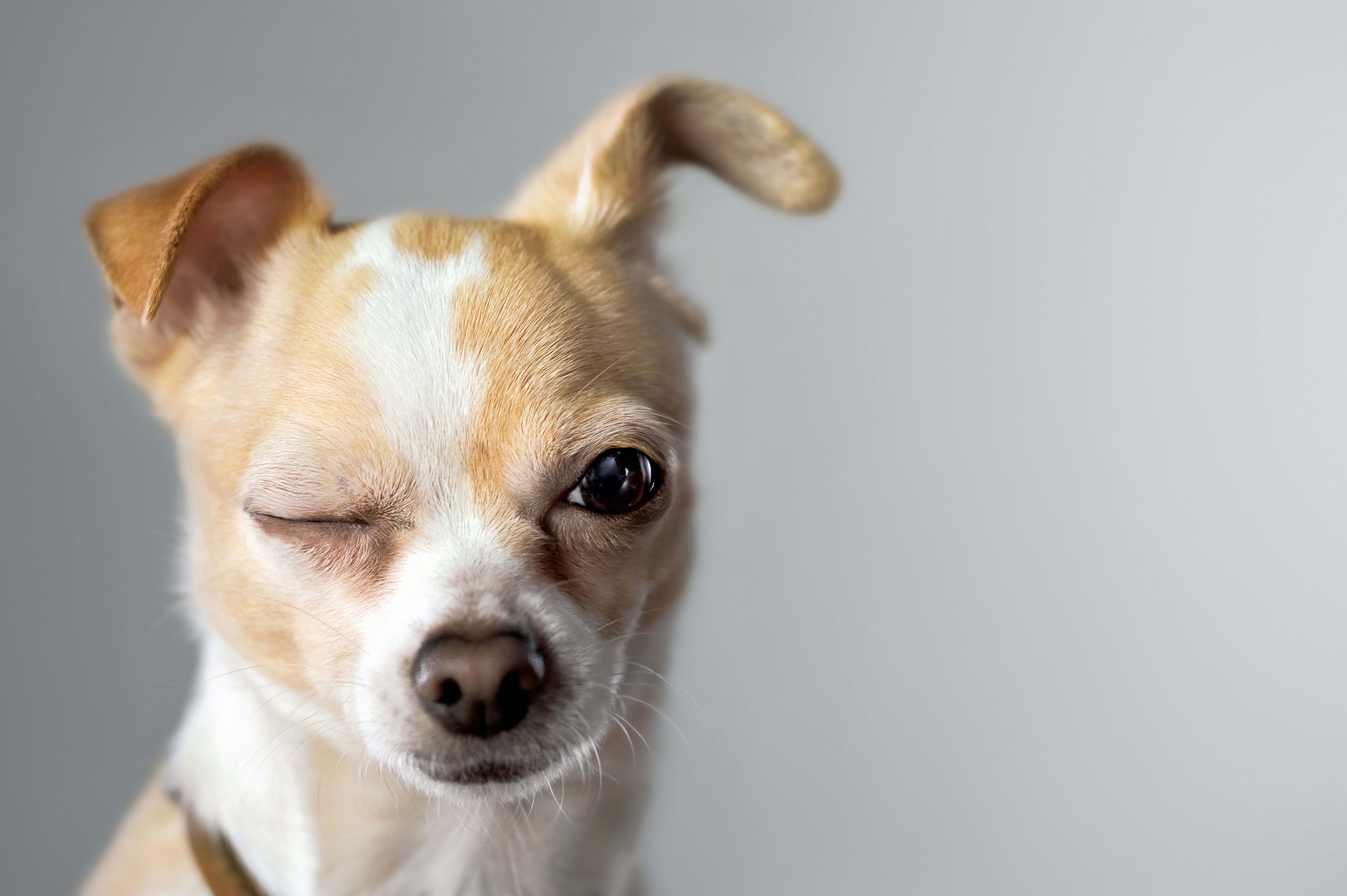 8k Dog Wallpapers - Top Free 8k Dog Backgrounds - WallpaperAccess