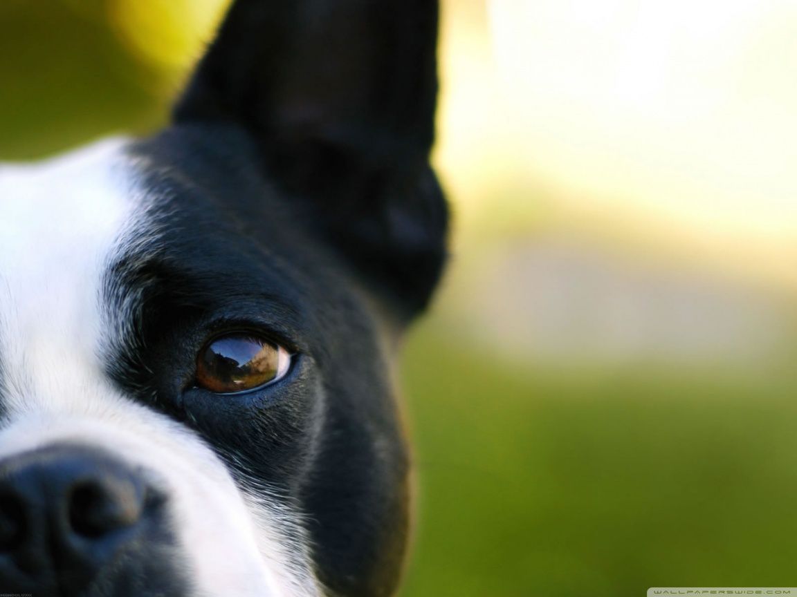 8k Dog Wallpapers - Top Free 8k Dog Backgrounds - WallpaperAccess