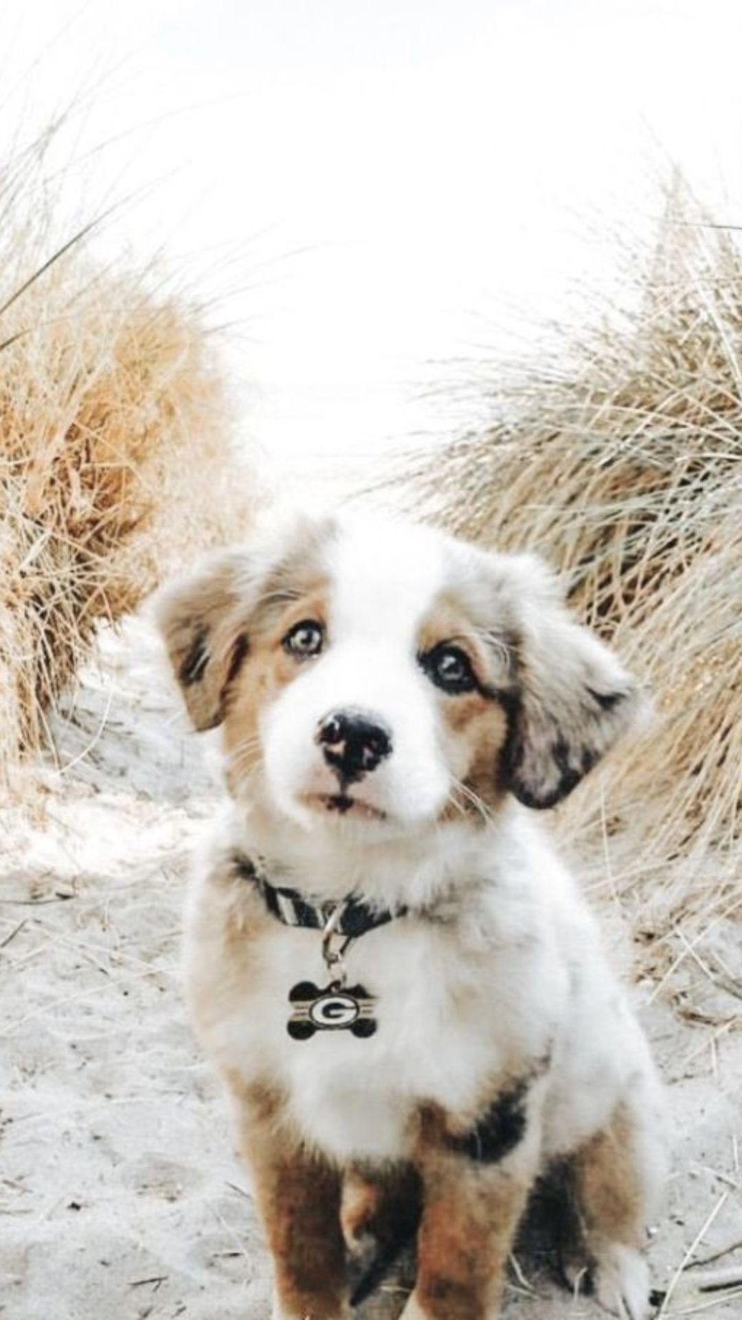 8k Dog Wallpapers - Top Free 8k Dog Backgrounds - WallpaperAccess