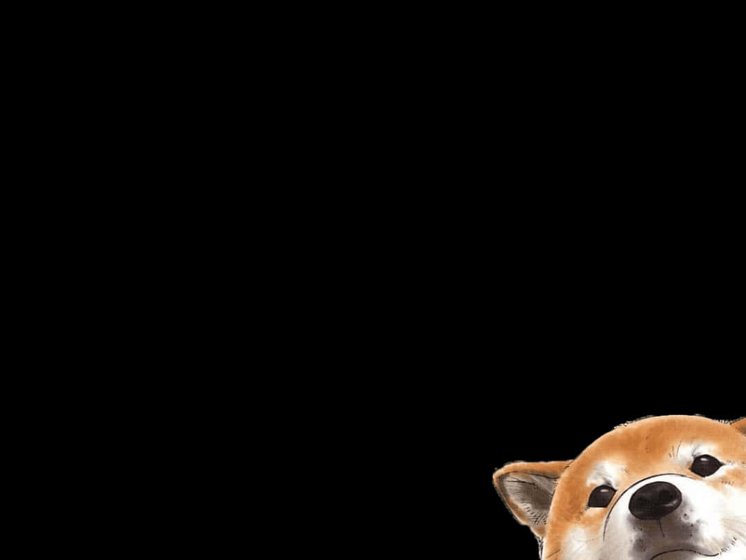 8k Dog Wallpapers - Top Free 8k Dog Backgrounds - WallpaperAccess