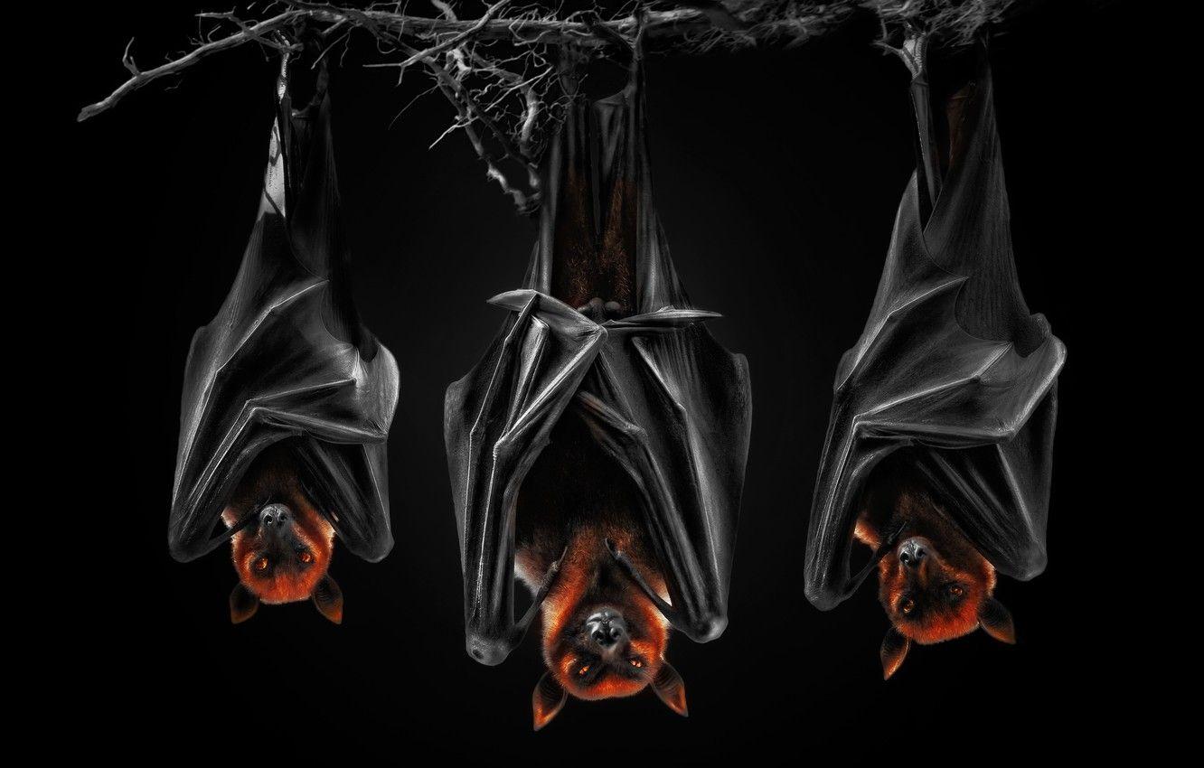 Bat Wallpapers - Top Free Bat Backgrounds - WallpaperAccess
