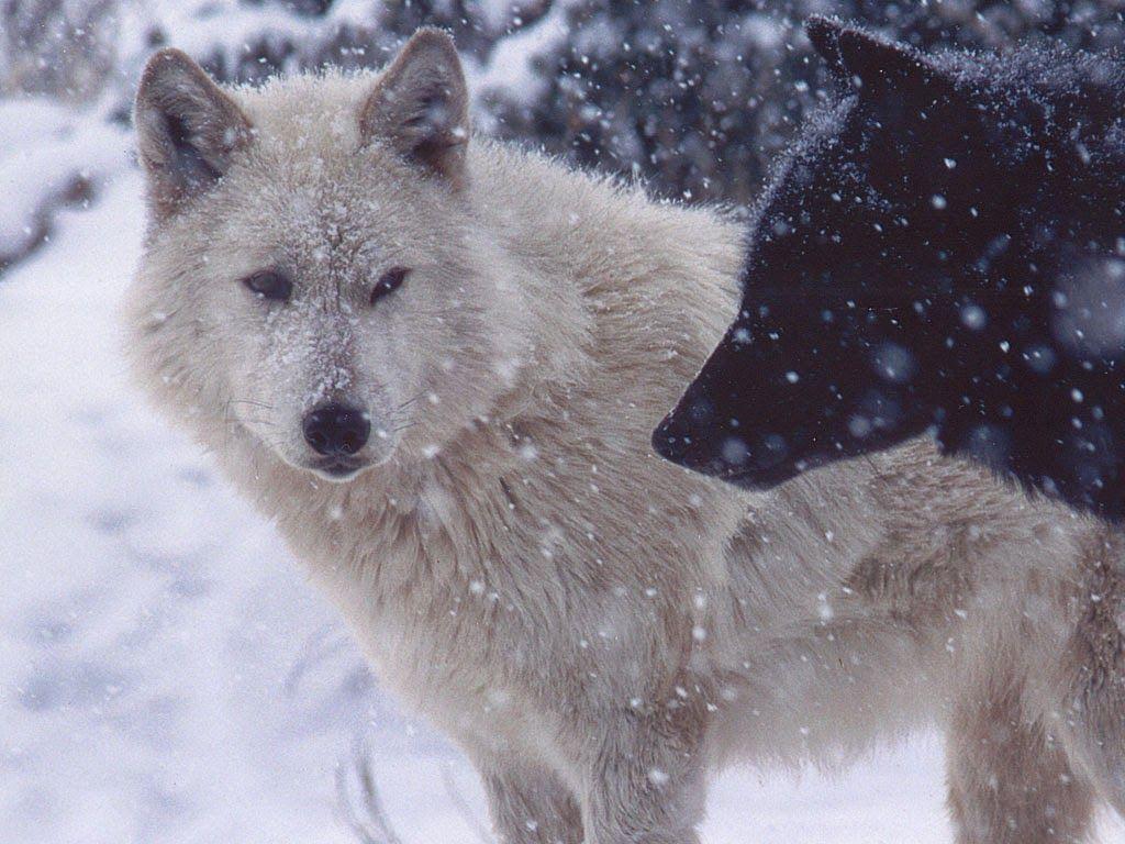 Most Beautiful HD Wolf Wallpapers - Top Free Most Beautiful HD Wolf ...