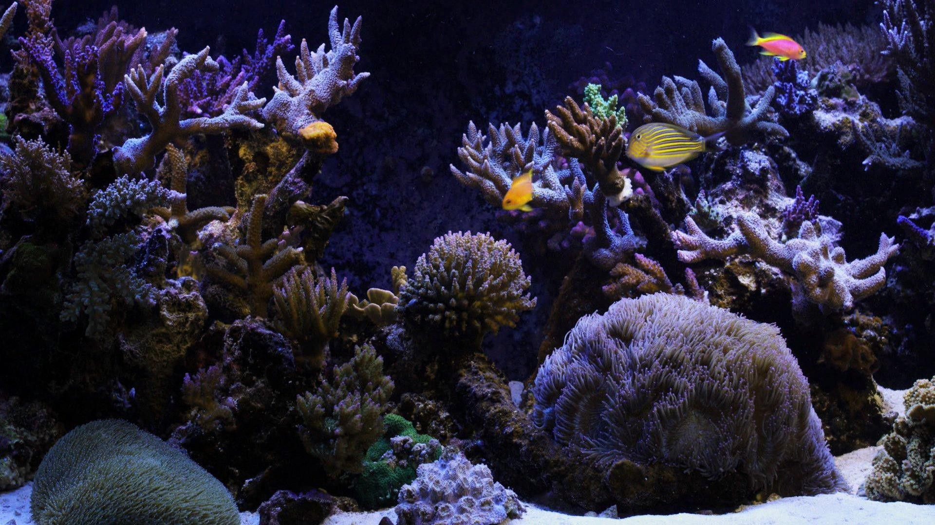 Aquarium Computer Wallpapers - Top Free Aquarium Computer Backgrounds ...